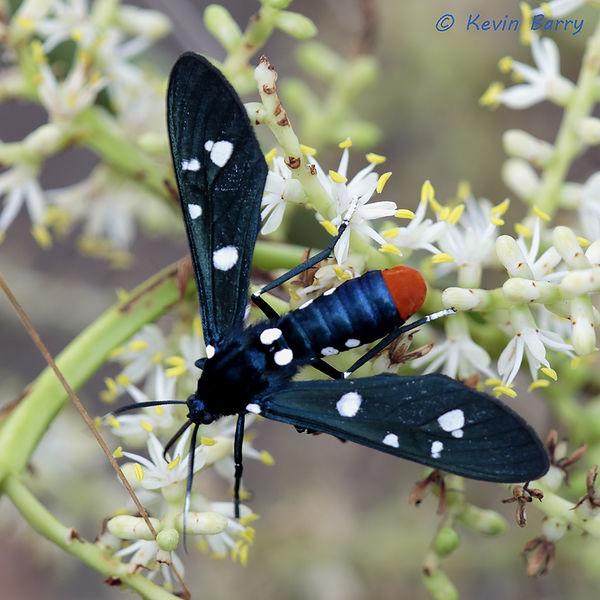Polka-Dot Wasp Moth | Everglades National Park, Florida | Kevin Barry ...