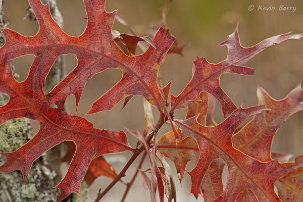 Turkey Oak Leaves | Allen David Broussard Catfish Creek Preserve State ...
