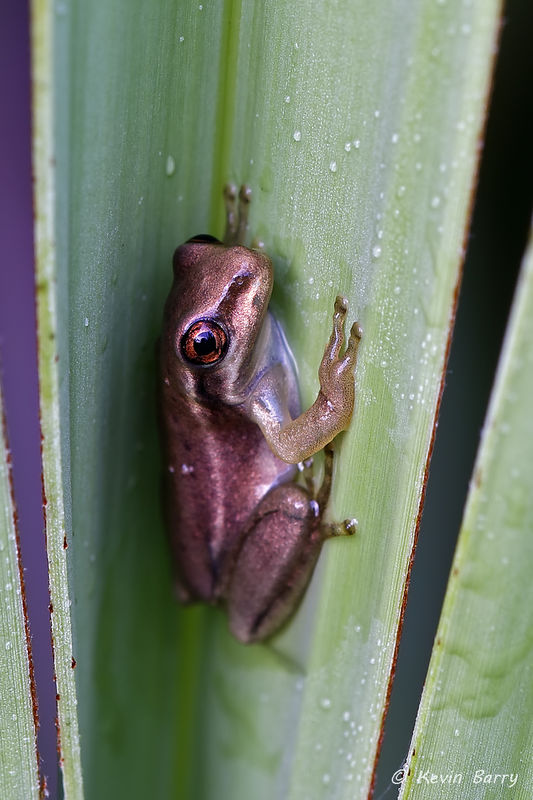 Juvenile Cuban Tree Frog | Yamato Scrub Natural Area; Boca Raton ...