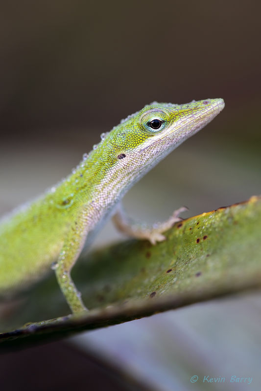 Carolina Anole 3 | Everglades National Park, Florida | Kevin Barry ...